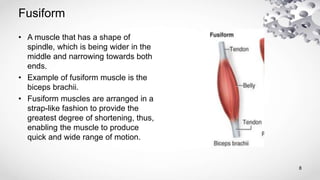 Muscle Mechanics.pptx