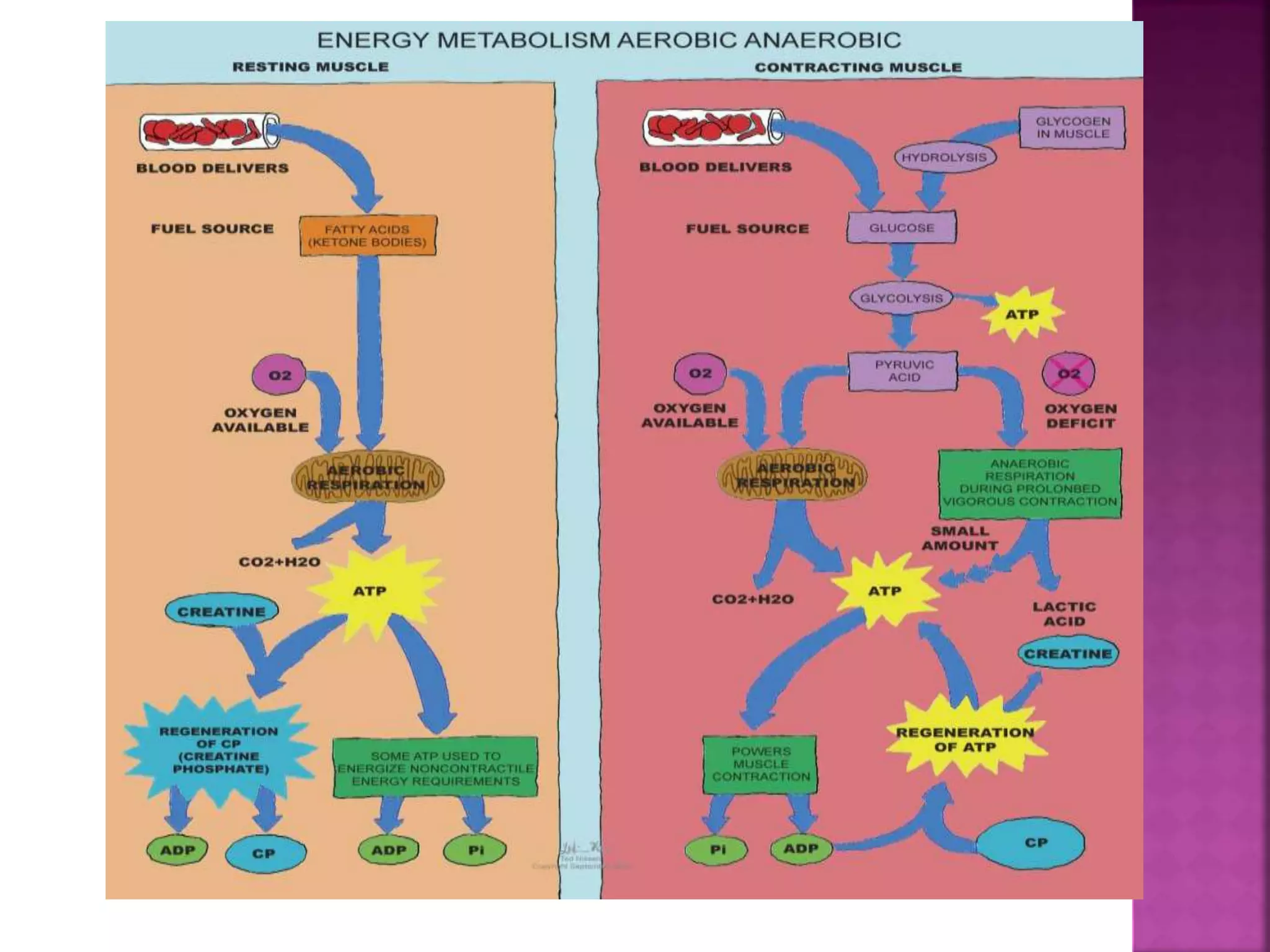 Muscle metabolism | PPTX