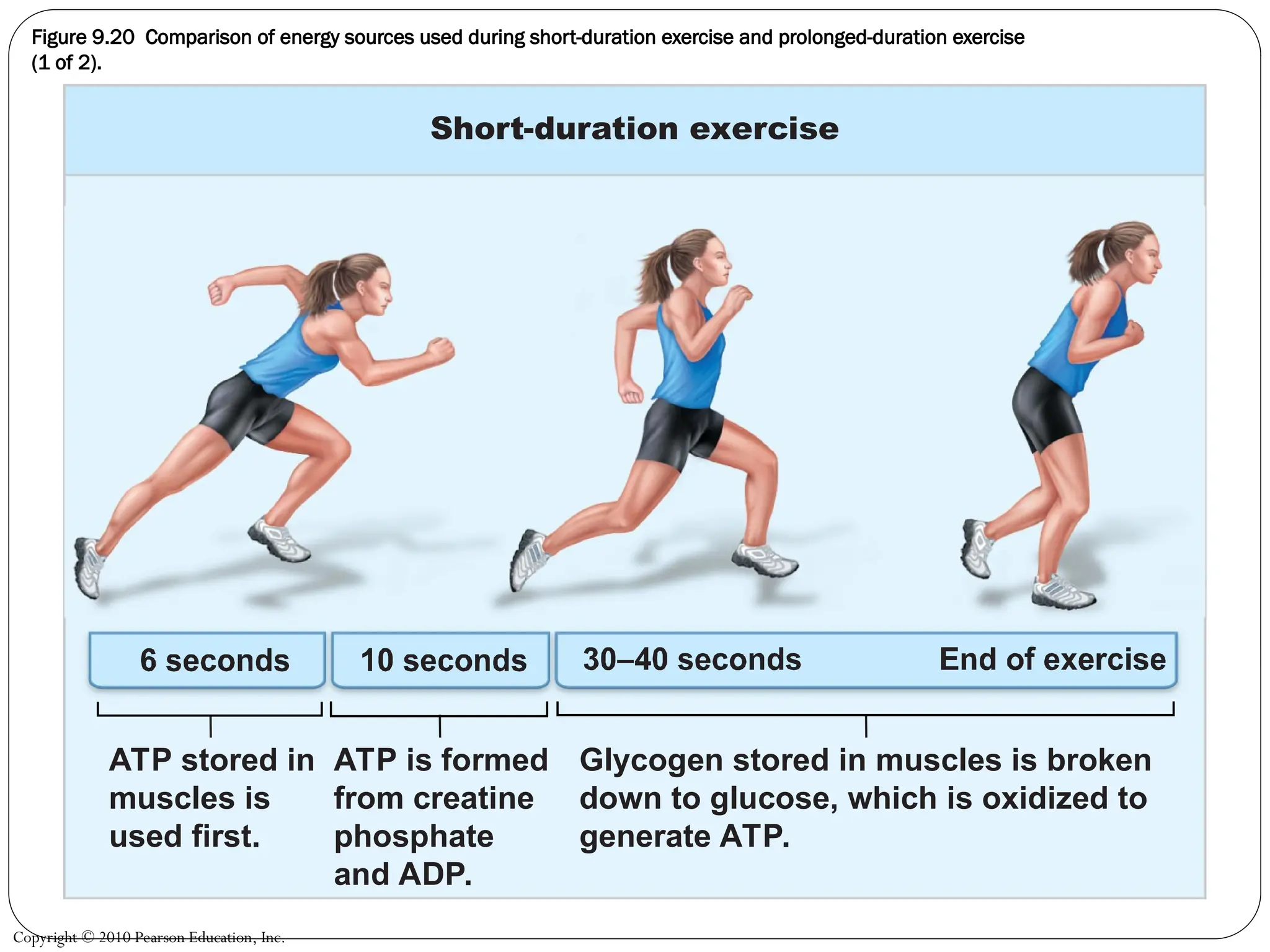 Muscle Metabolism for nursing students.ppt