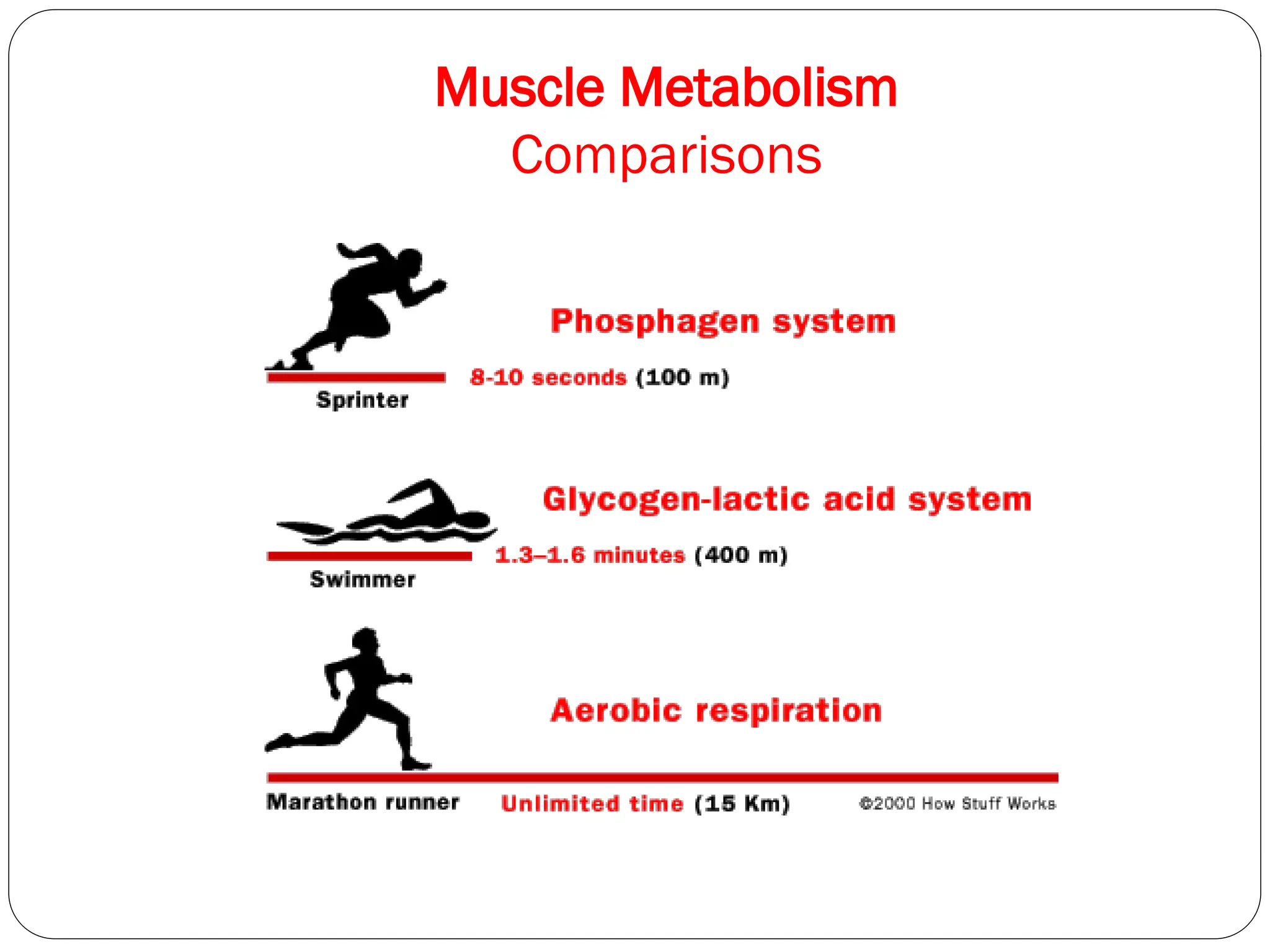 Muscle Metabolism for nursing students.ppt | Endocrine and Metabolic Diseases | Diseases and ...