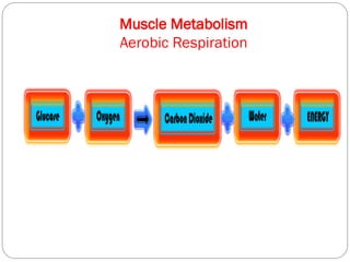 Muscle Metabolism for nursing students.ppt