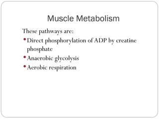 Muscle Metabolism for nursing students.ppt | Endocrine and Metabolic ...