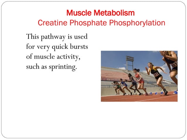 Muscle Metabolism for nursing students.ppt | Endocrine and Metabolic ...
