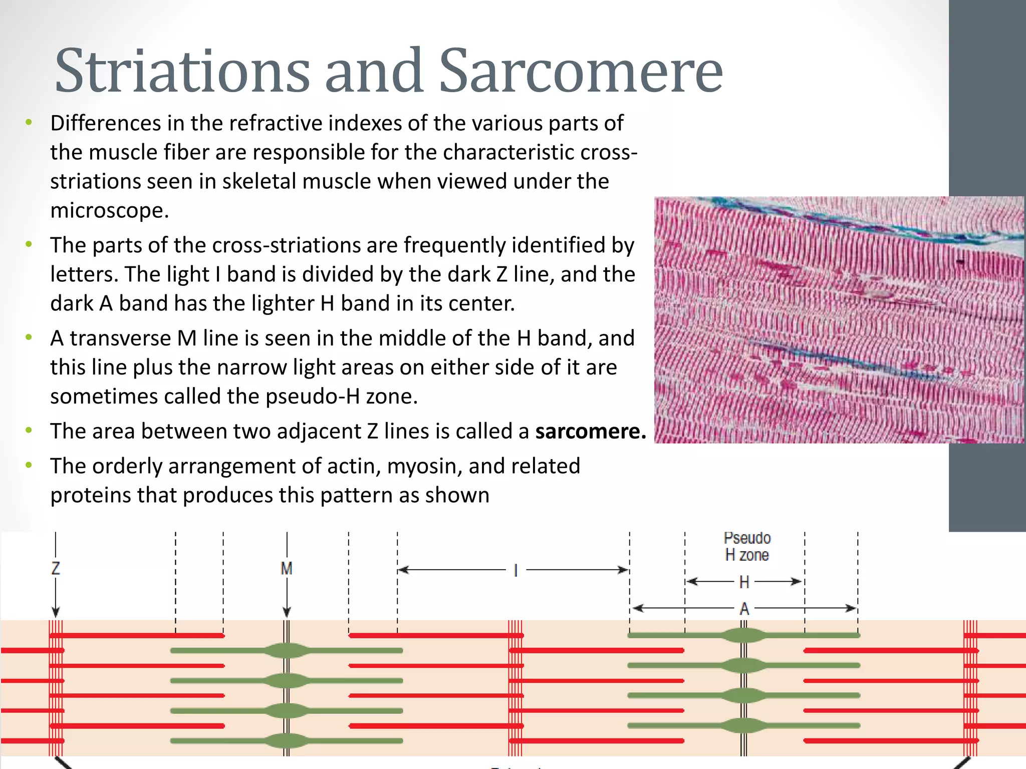 Muscle Microanatomy | PPTX