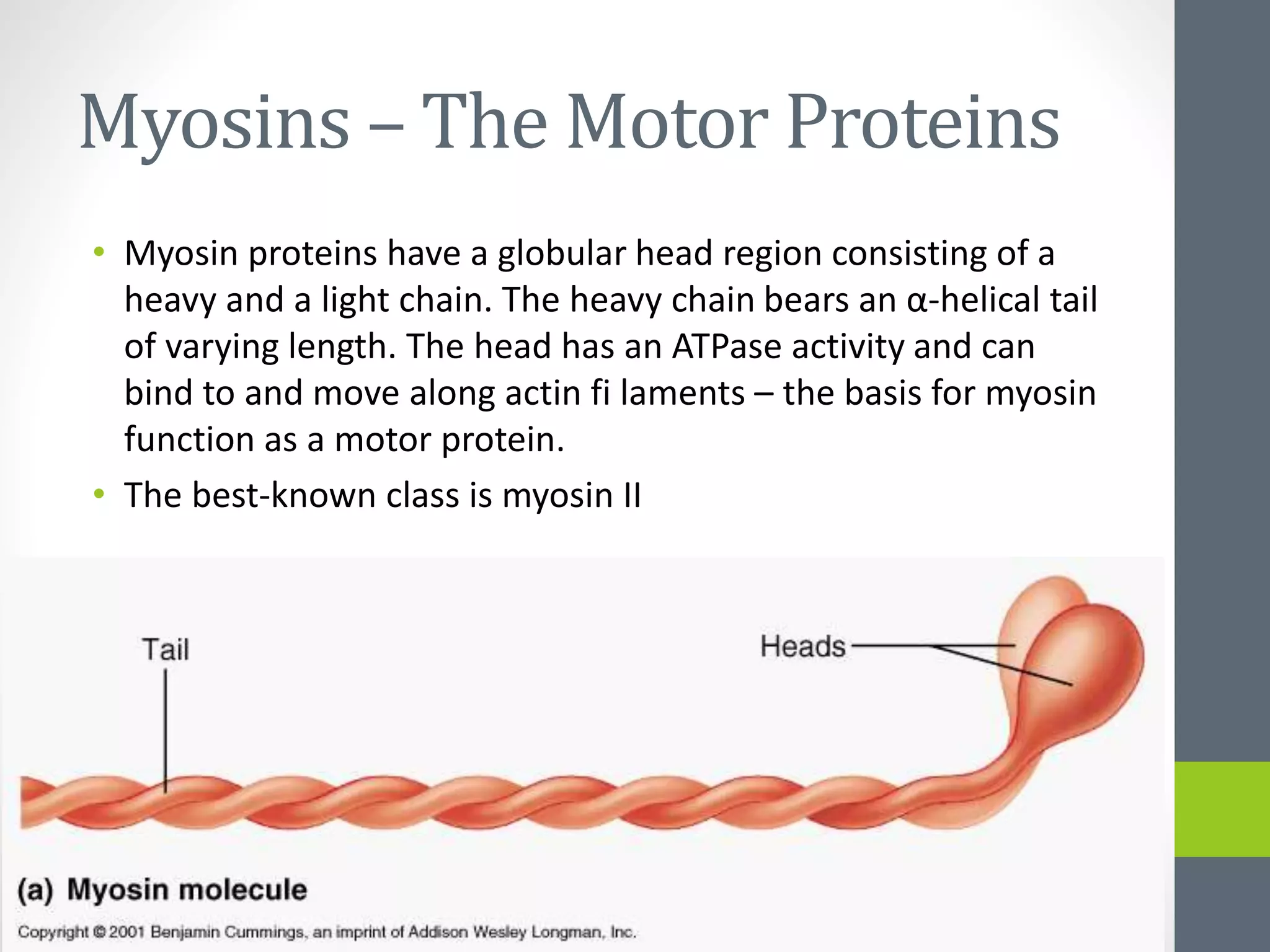 Muscle Microanatomy | PPTX