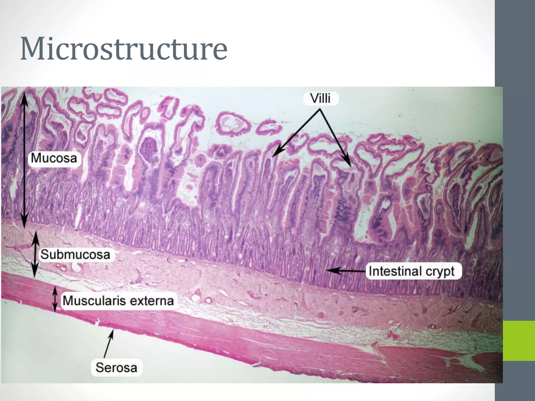 Muscle Microanatomy | PPTX
