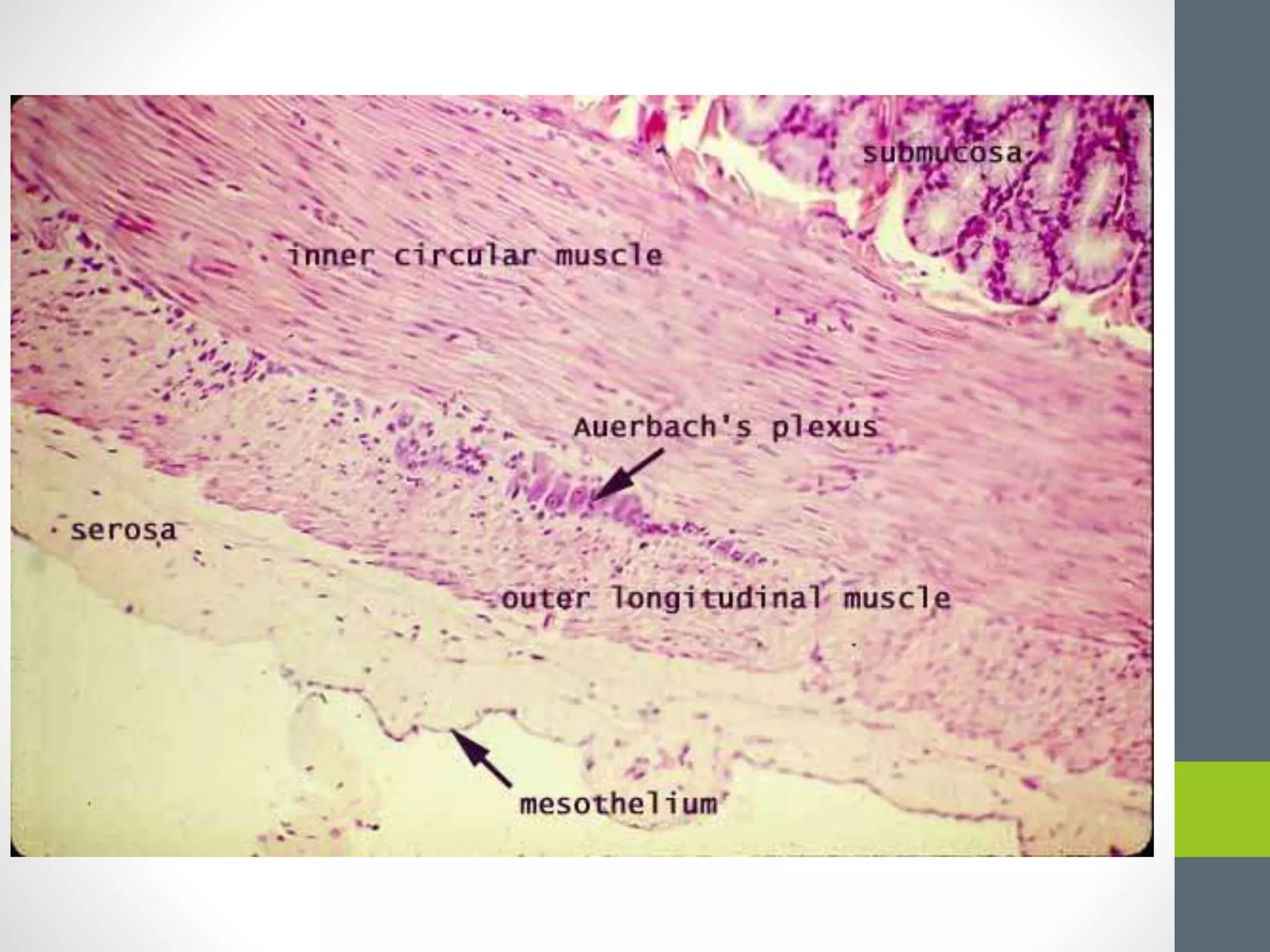 Muscle Microanatomy | PPTX