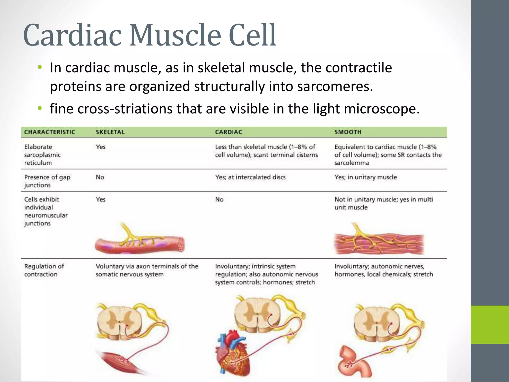 Muscle Microanatomy | PPTX