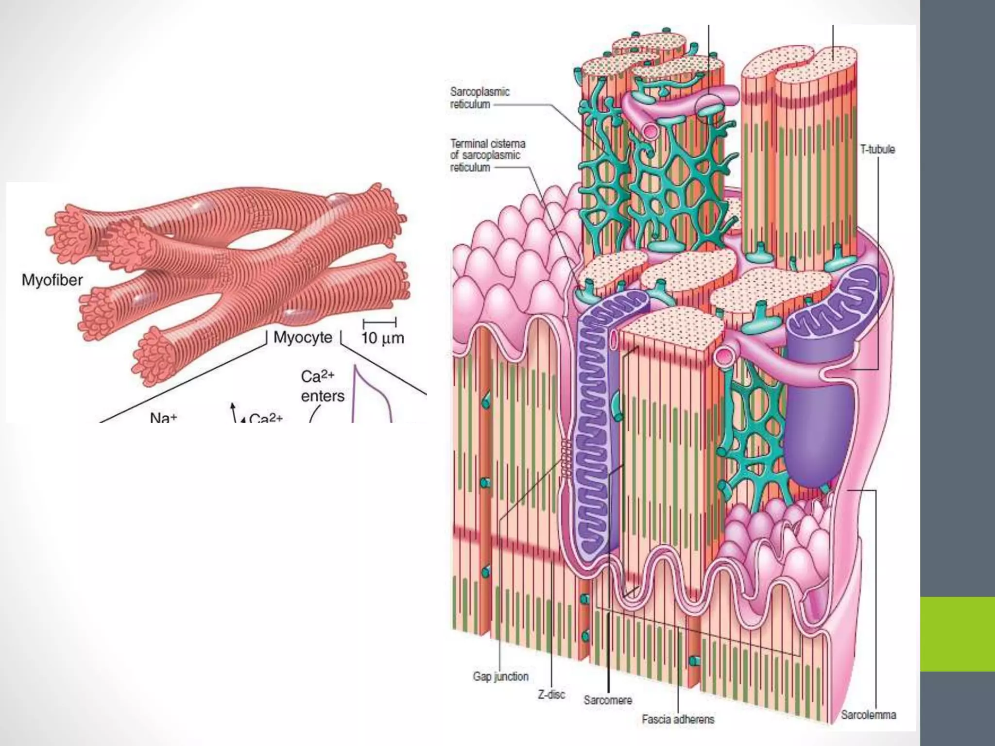 Muscle Microanatomy | PPTX | Biological Sciences | Science