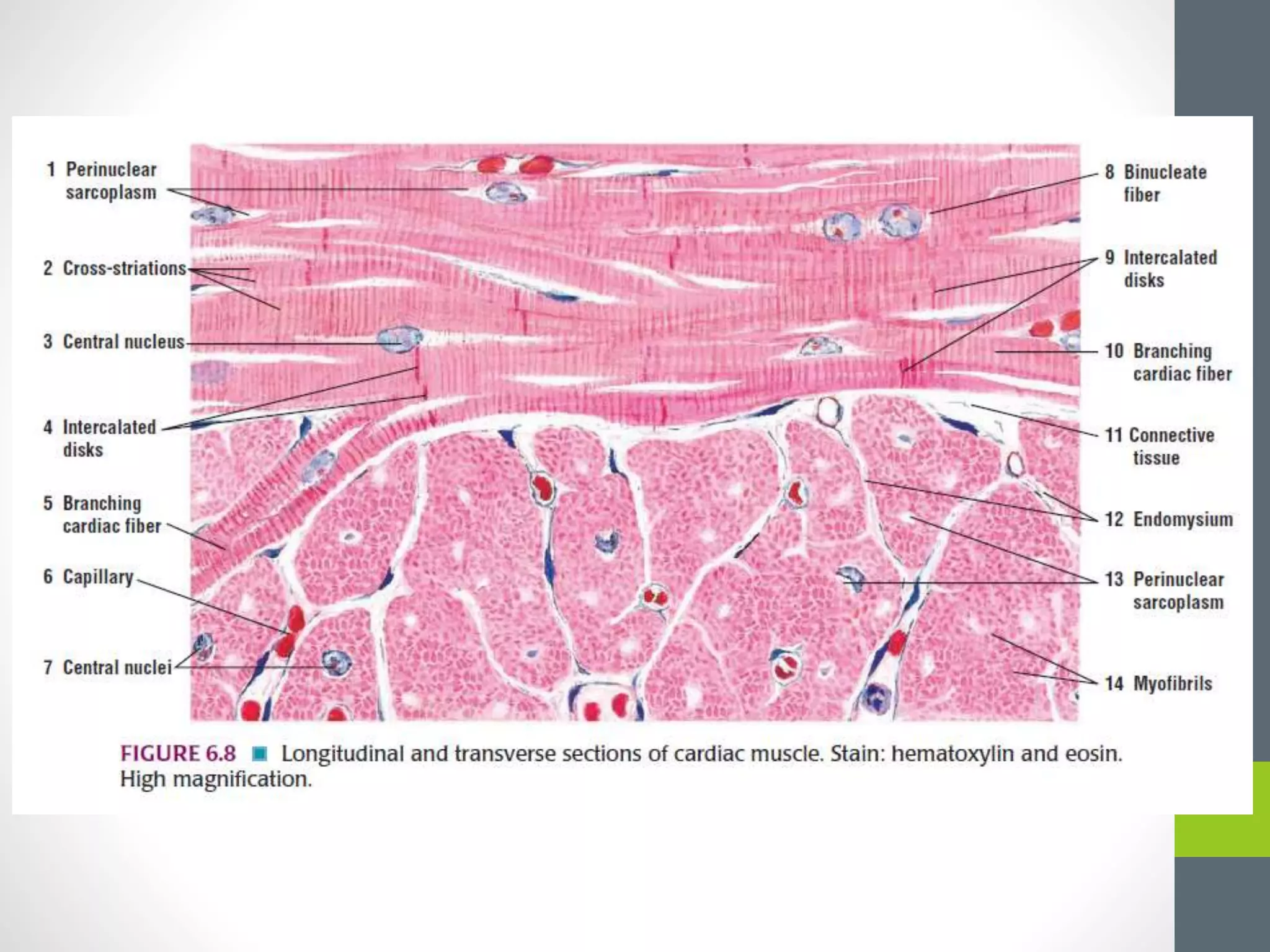 Muscle Microanatomy | PPTX