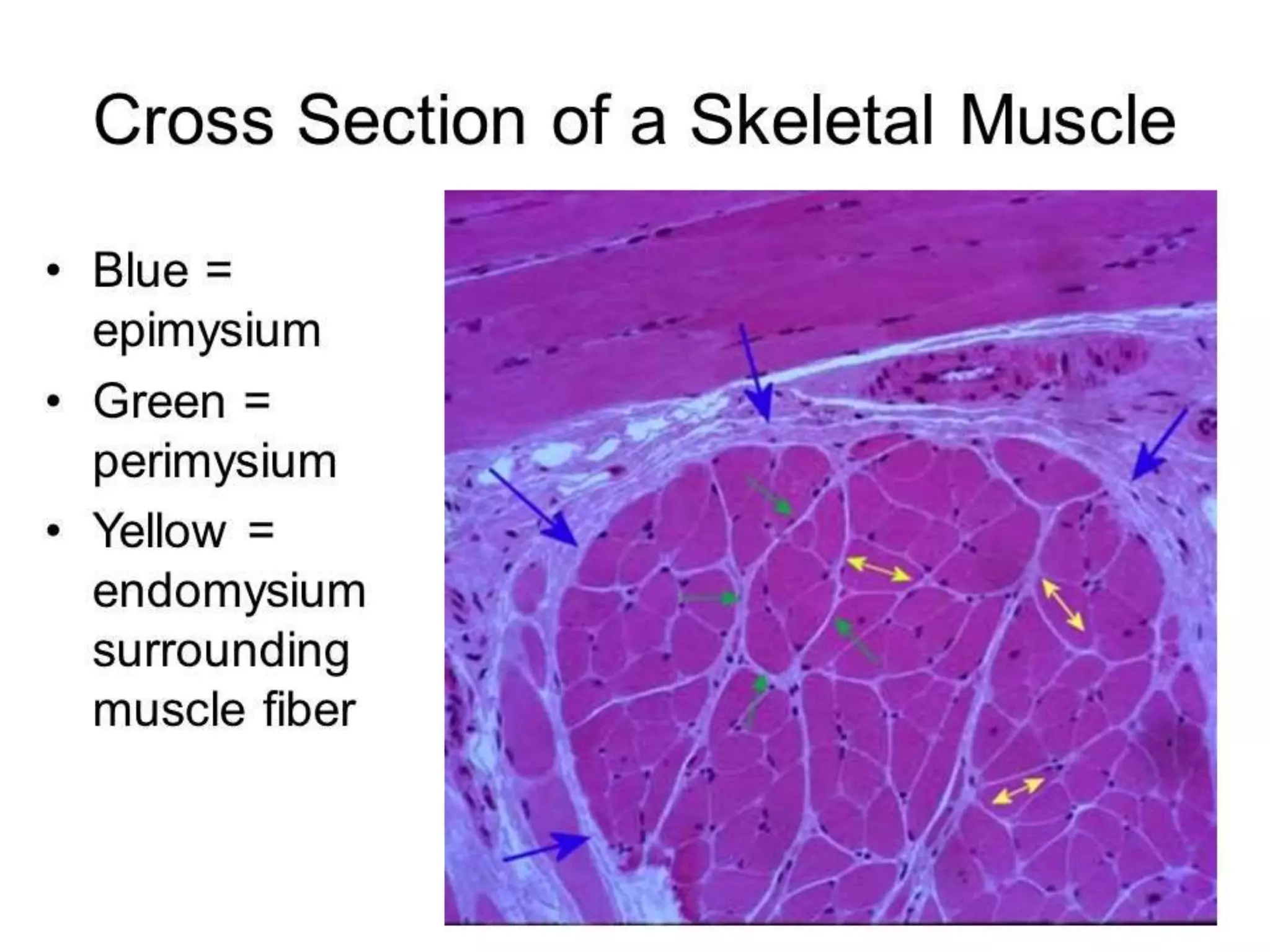 Muscle Microanatomy | PPT