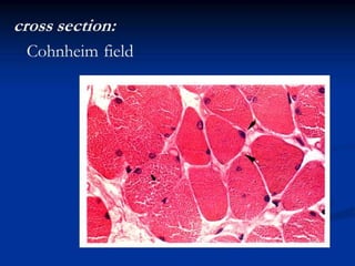 Muscle Microanatomy | PPTX