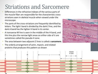 Muscle Microanatomy | PPTX | Biological Sciences | Science
