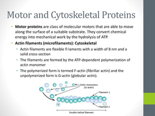 Muscle Microanatomy | PPTX | Biological Sciences | Science