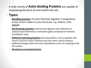 Muscle Microanatomy | PPTX