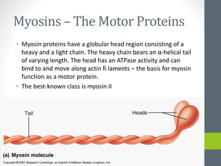 Muscle Microanatomy | PPTX | Biological Sciences | Science