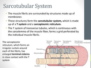 Muscle Microanatomy | PPTX
