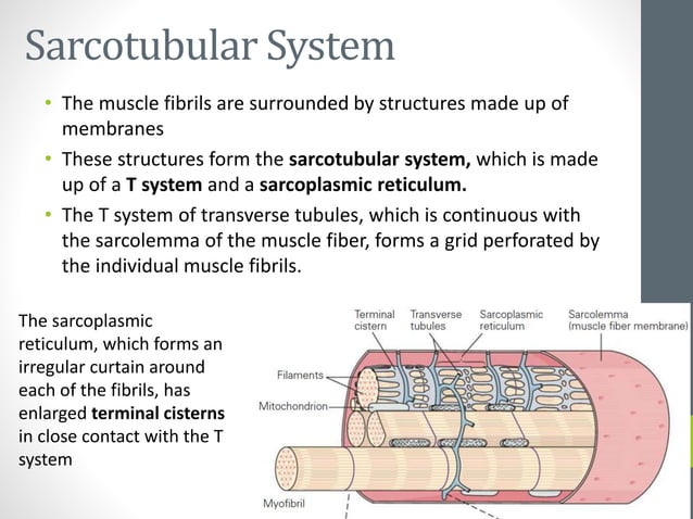 Muscle Microanatomy | PPTX | Biological Sciences | Science