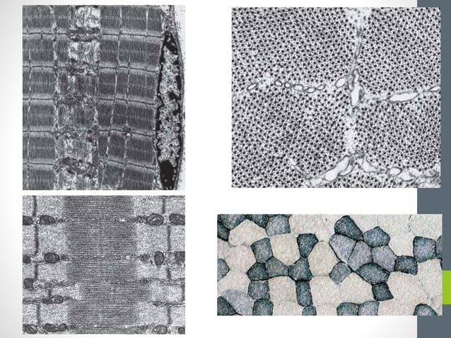 Muscle Microanatomy | PPTX | Biological Sciences | Science