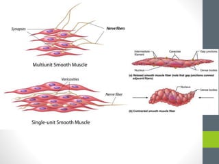 Muscle Microanatomy | PPTX