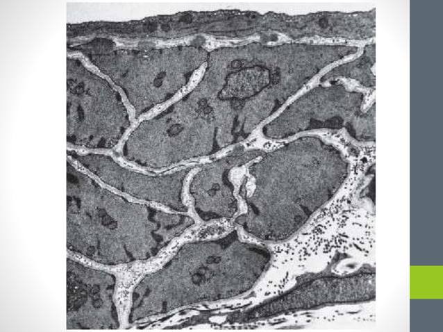 Muscle Microanatomy | PPTX | Biological Sciences | Science