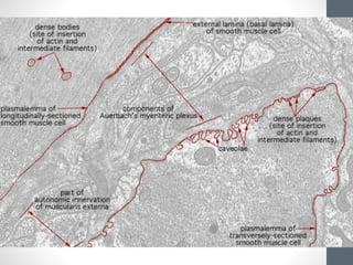 Muscle Microanatomy | PPTX