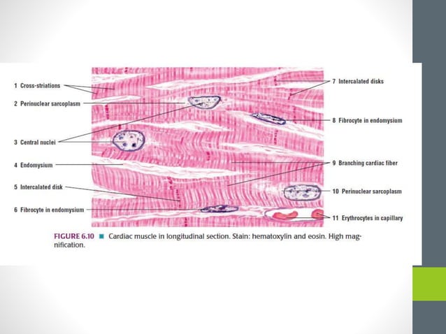 Muscle Microanatomy | PPTX | Biological Sciences | Science