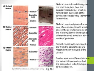 Muscle Microanatomy | PPTX