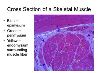 Muscle Microanatomy | PPTX | Biological Sciences | Science