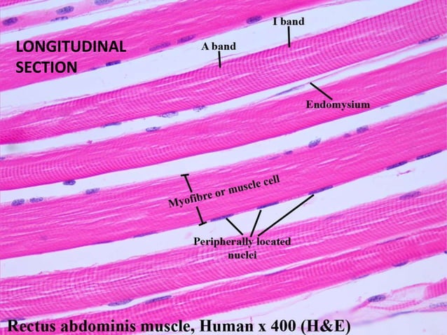 Muscle Microanatomy
