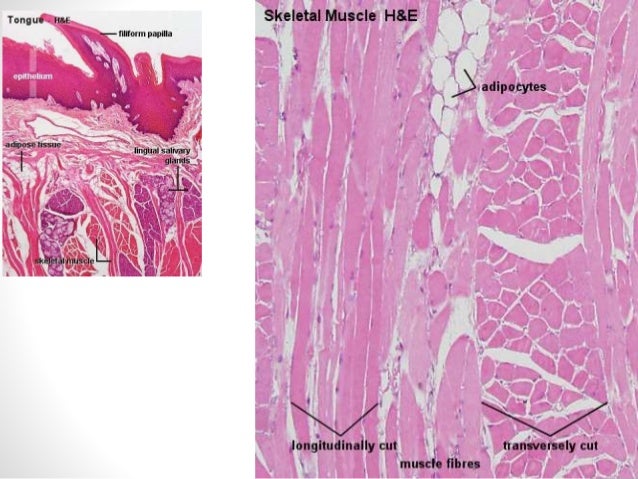 Muscle Fiber Microanatomy