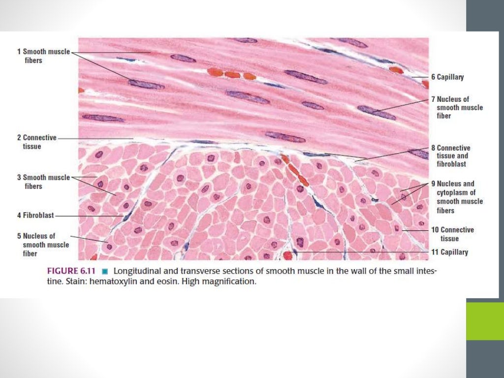 Muscle Microanatomy