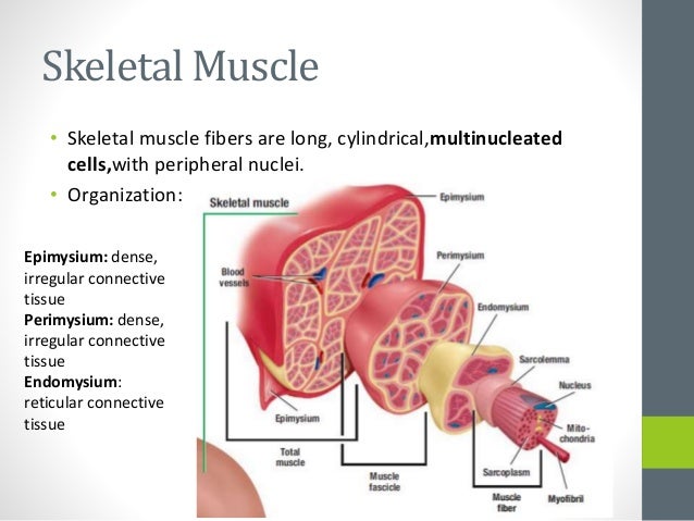 Muscle Microanatomy