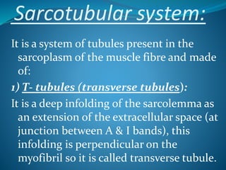 Physiology (Muscle) | PPSX