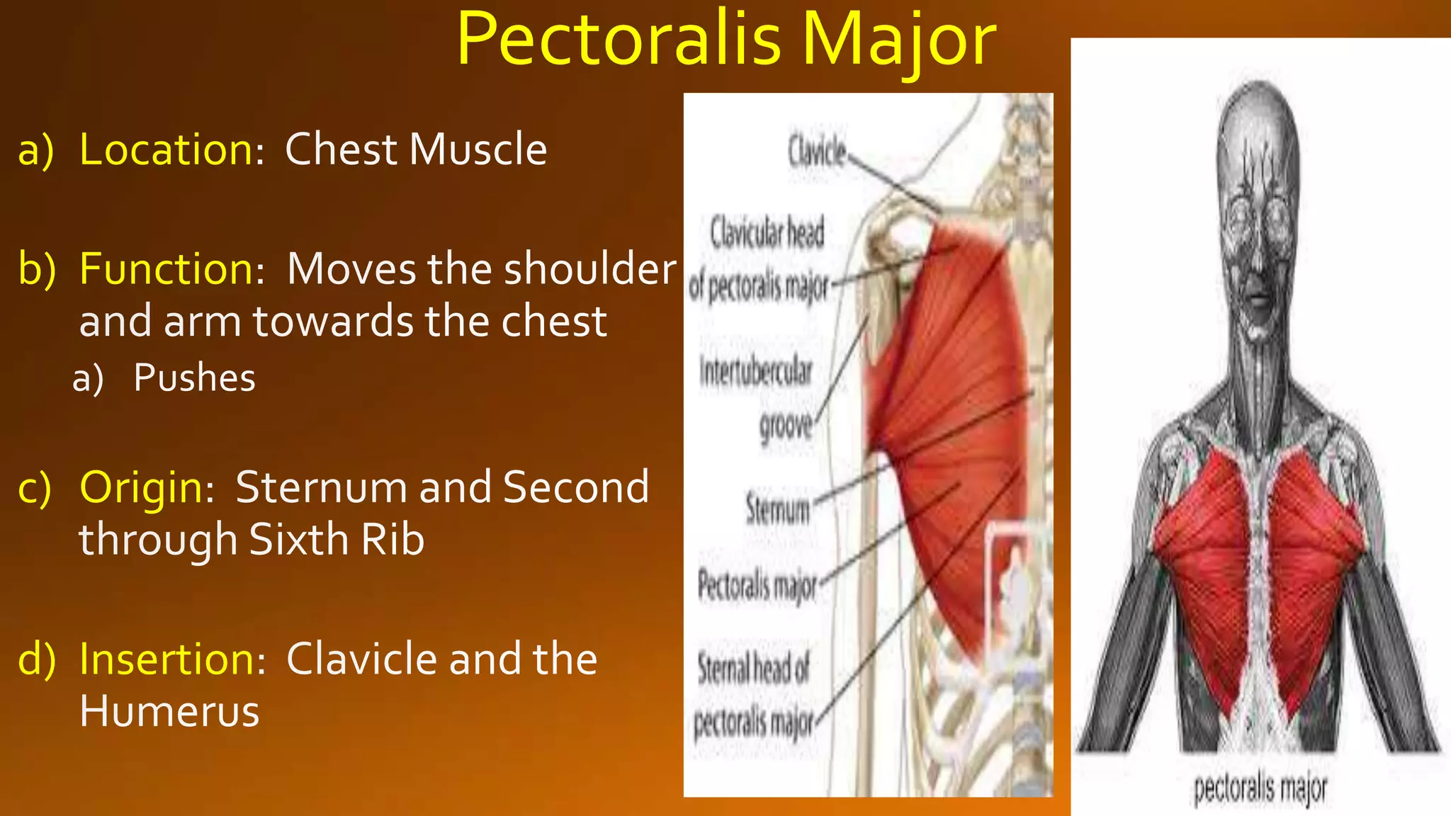 Muscle Names Location and Function Powerpoint.pptx