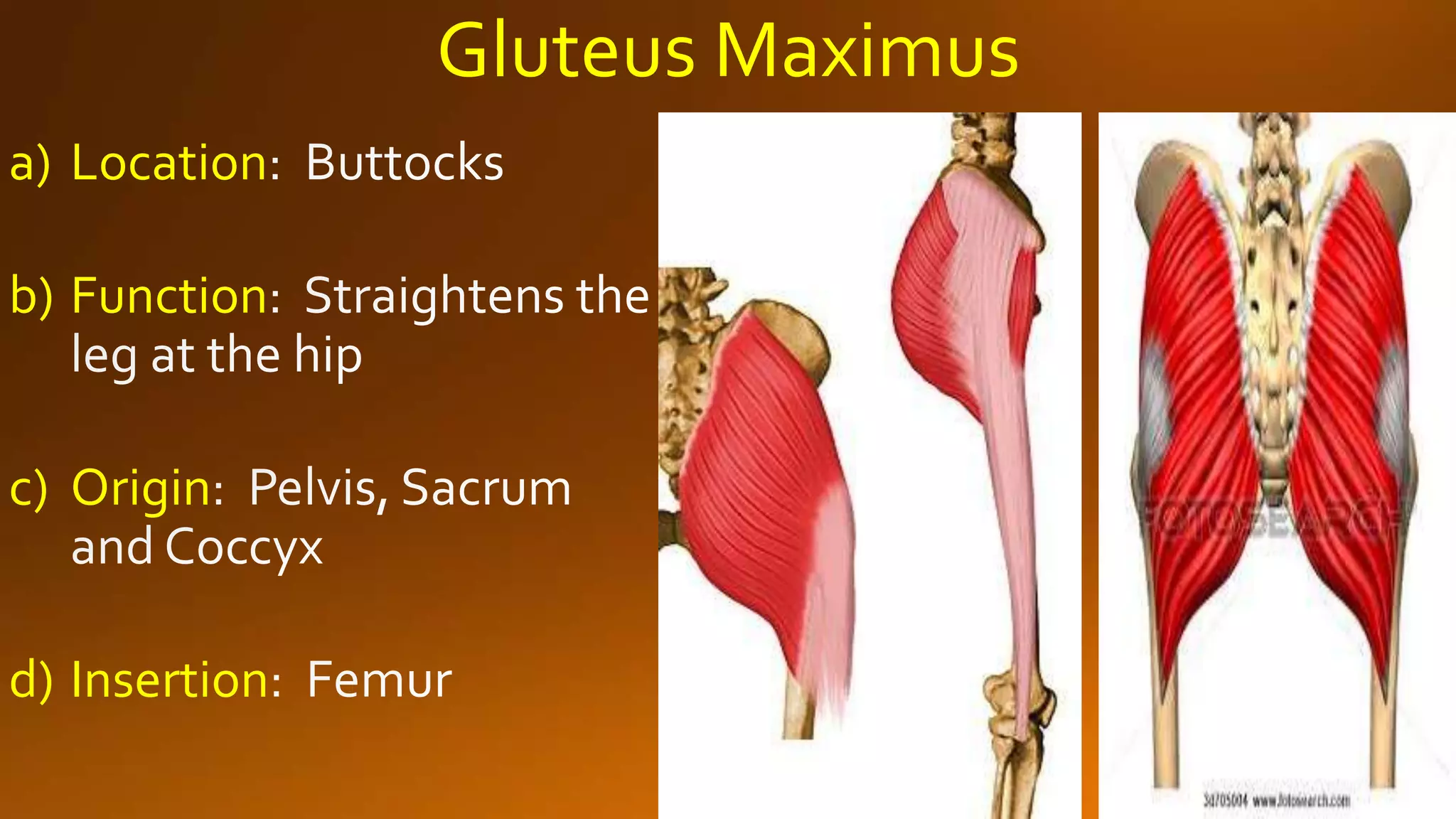 Muscle Names Location and Function Powerpoint.pptx