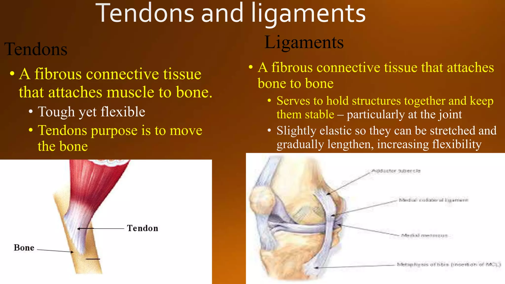 Muscle Names Location and Function Powerpoint.pptx