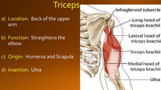 Muscle Names Location and Function Powerpoint.pptx