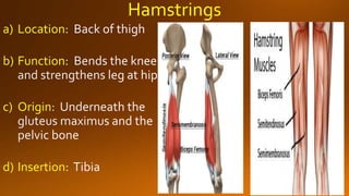 Muscle Names Location and Function Powerpoint.pptx
