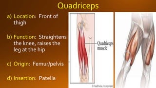 Muscle Names Location and Function Powerpoint.pptx
