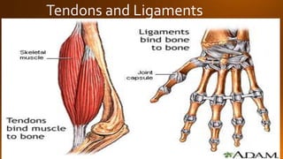 Muscle Names Location and Function Powerpoint.pptx