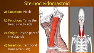 Muscle Names Location and Function Powerpoint.pptx