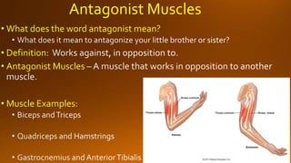 Muscle Names Location and Function Powerpoint.pptx