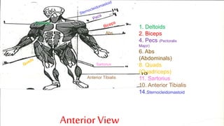 Muscle Names Location and Function Powerpoint.pptx