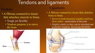 Muscle Names Location and Function Powerpoint.pptx