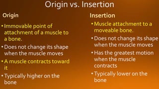 Muscle Names Location and Function Powerpoint.pptx