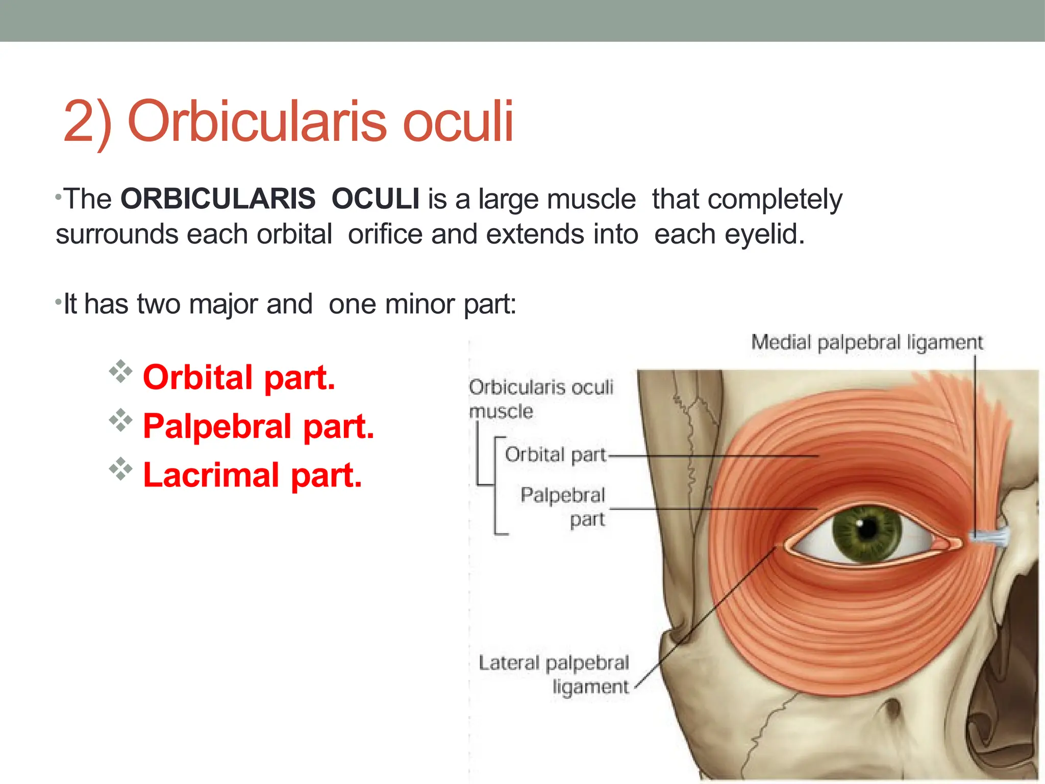Anatomy of human facial muscles .pptx