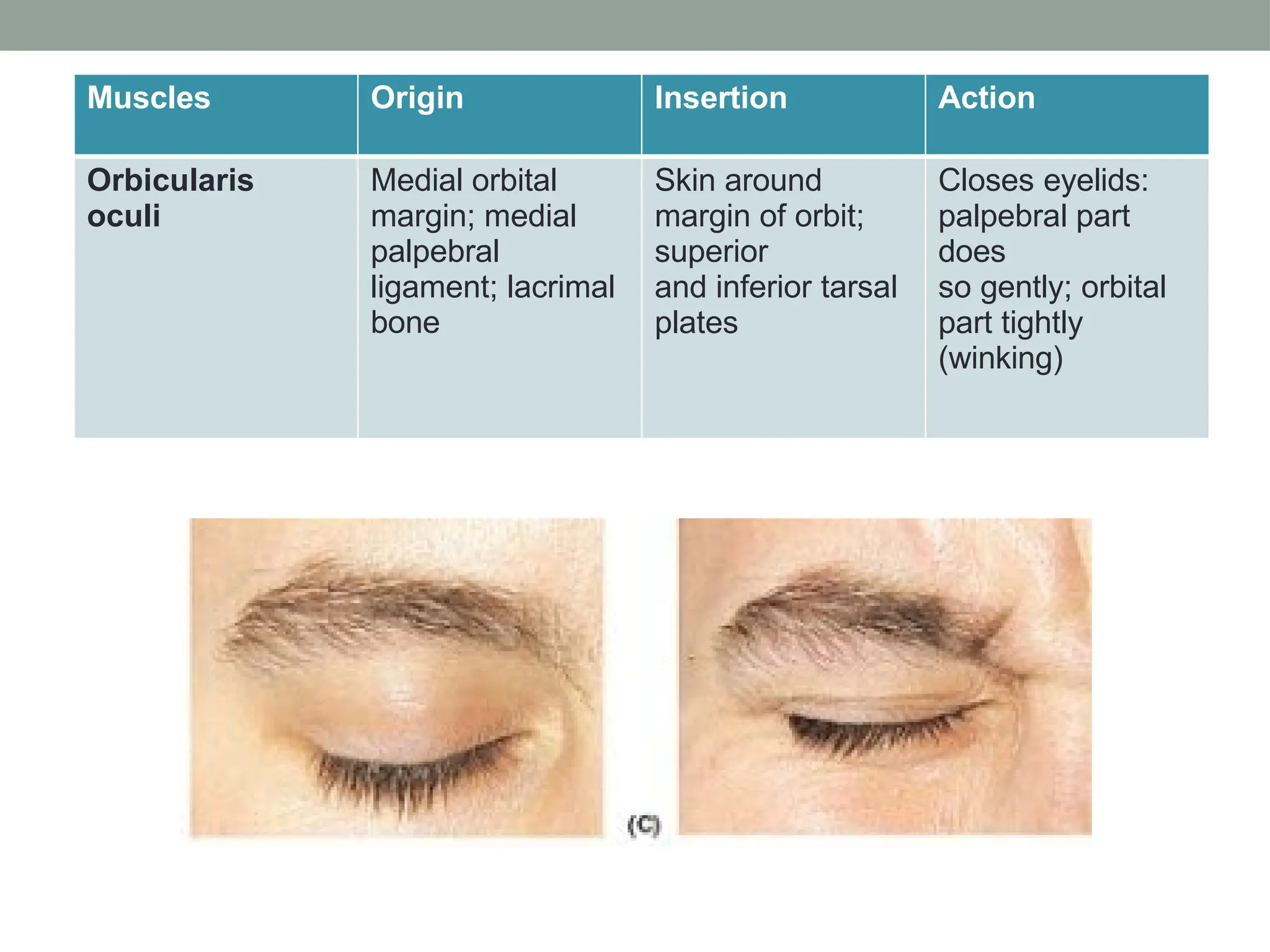 Anatomy of human facial muscles .pptx