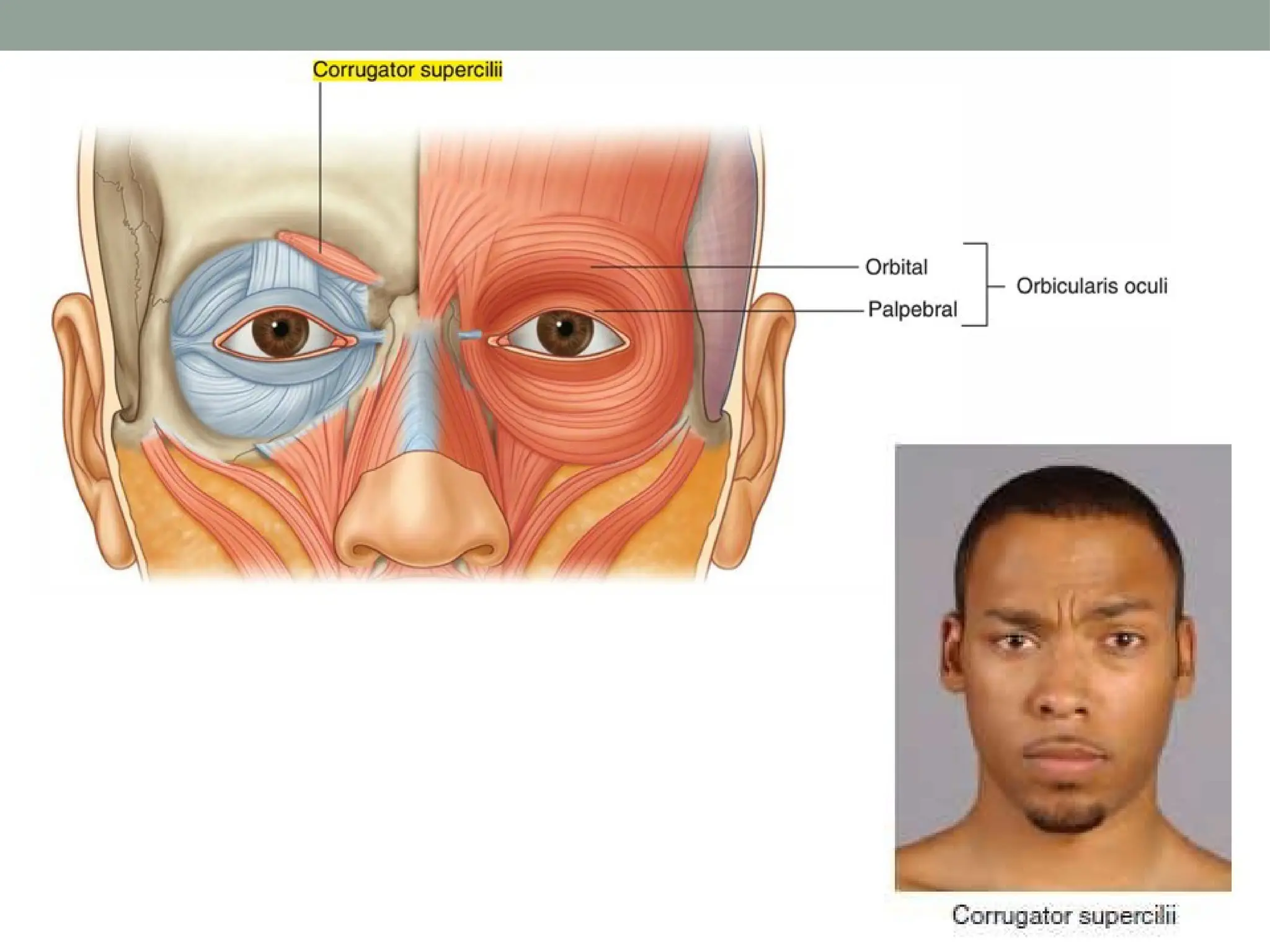 Anatomy of human facial muscles .pptx