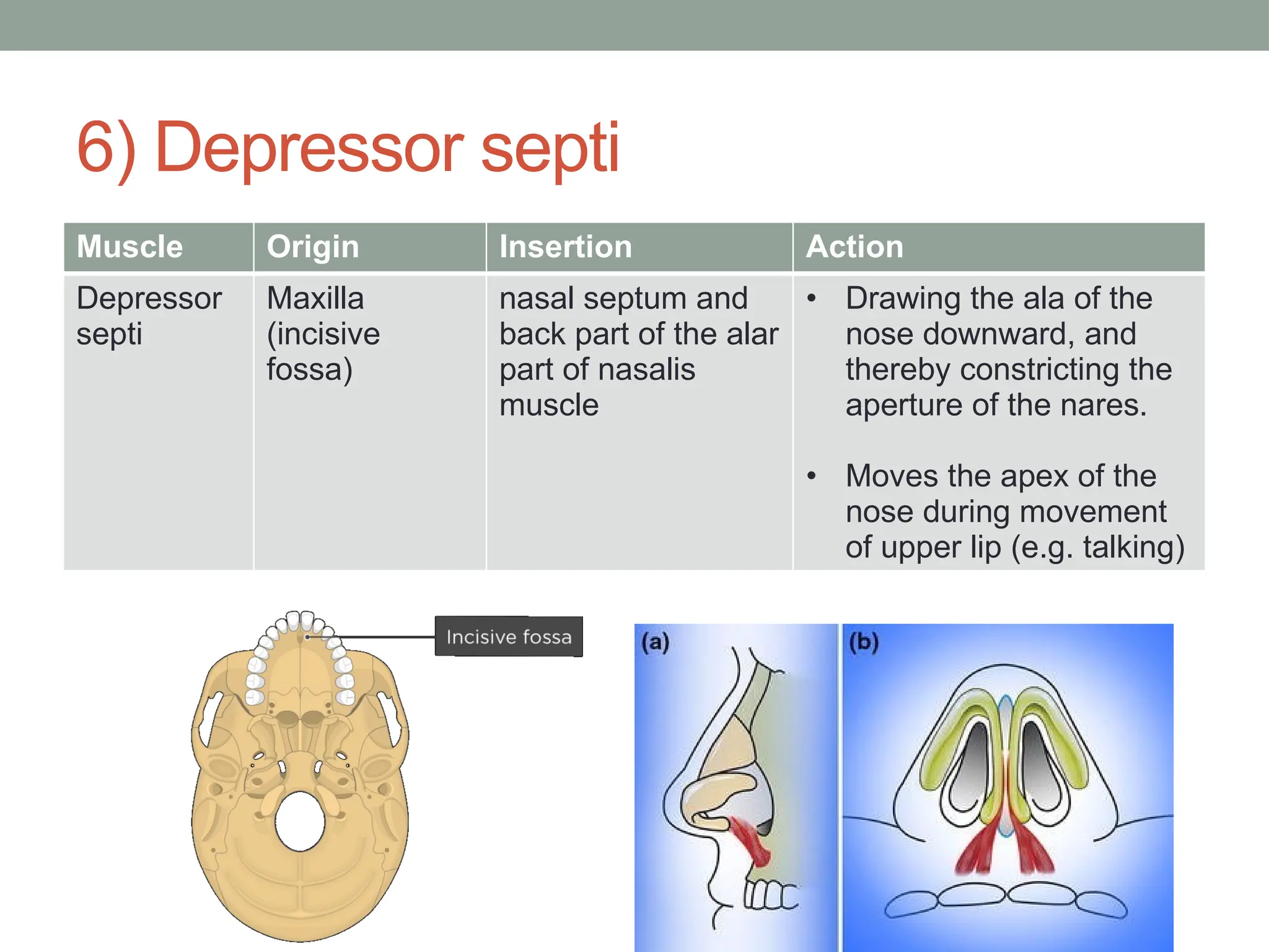 Anatomy of human facial muscles .pptx
